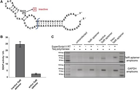 The Tetr Aptamer In Mammalian Cells A Nucleotide Sequence And Download Scientific Diagram The Tetr Aptamer In Mammalian Cells A Nucleotide Sequence And Download Scientific Diagram