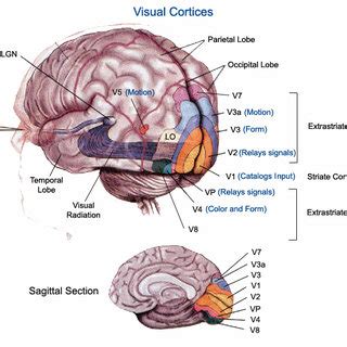 7 Simple Flow Chart Of Visual Cortex Source 8 Download Scientific Diagram