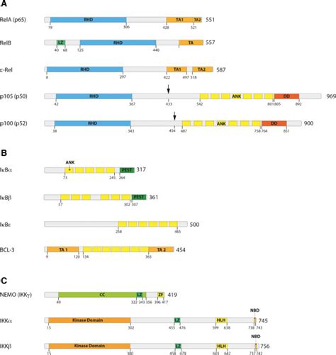 Members Of The Nf κb Signaling Pathway And The Iκb Kinase Complex A