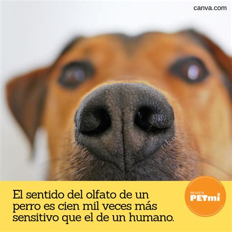 Datos Curiosos Sobre Perros Y Gatos Revista Petmi Para Amantes De Mascotas