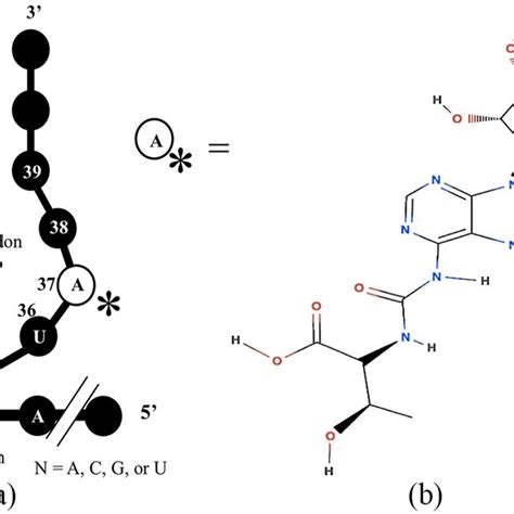 Trna Modification At Adenine Position 37 Of The Trna Anticodon Loop Download Scientific