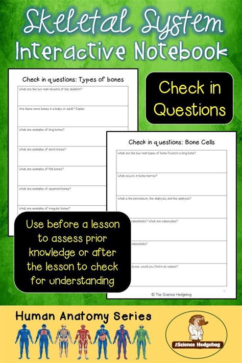 Skeletal System Notes Interactive Notebooks Skeletal System
