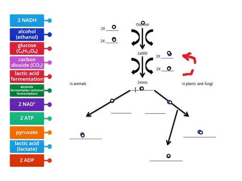 Fermentation Labeling Labelled Diagram