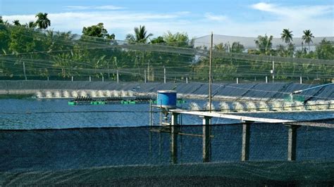 Monitoring Suhu Air Tambak Udang Berbasis Iot