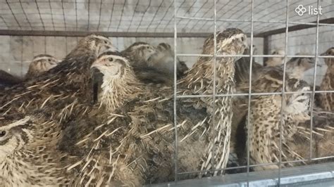 Ածան լոր ֆարաոն ցեղատեսակի Թռչուններ List Am