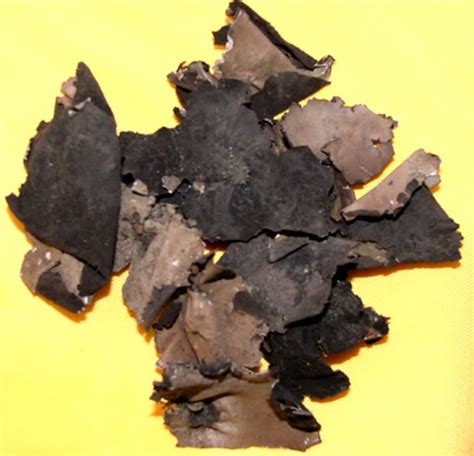 Edible Manna Lichen Carpophore Tcm Herbs Tcm Wiki