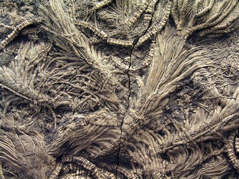 Fossile Pierre Texture Photo Gratuite Sur Pixabay Pixabay