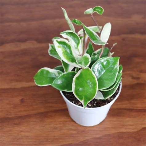 Hoya Tricolor 4 Buy Now And Grow Your Collection