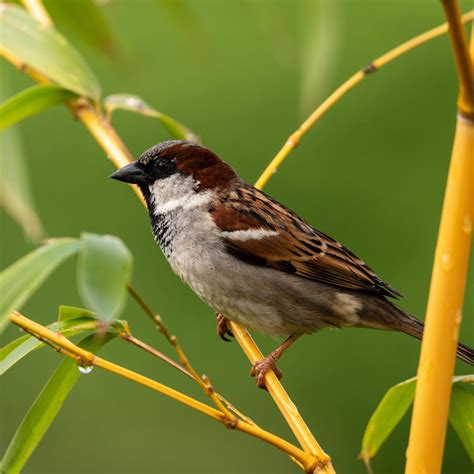 Raspberry Pi Garden Kit Fasci Garden