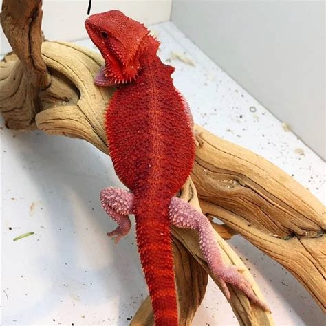 Cute And Funny Bearded Dragon Photos