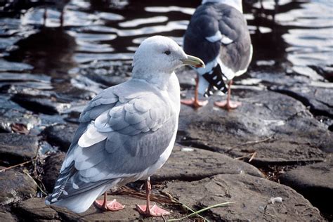 Glaucous Winged Gull Larus Glaucescens 수리갈매기 Image Only