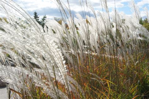 9 Sun Loving Ornamental Grasses For A Beautiful Landscape