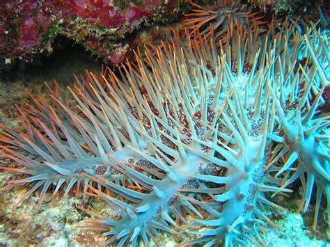 サンゴ礁の天敵「オニヒトデ」を自動で発見して毒針を連発してせん滅させる潜水ロボット「cotsbot」 Gigazine