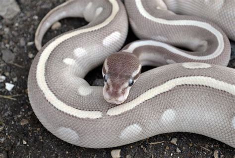 Predators And Preys Pet Snake Ball Python Pretty Snakes
