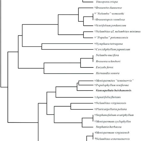 Cluster Analysis Dendrogram Showing Similarities Between Taxa As