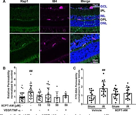 Figure 1 From The Epacrap1 Pathway Prevents And Reverses Cytokine