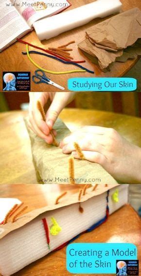 A Model Of The Skin With Lesson Artofit