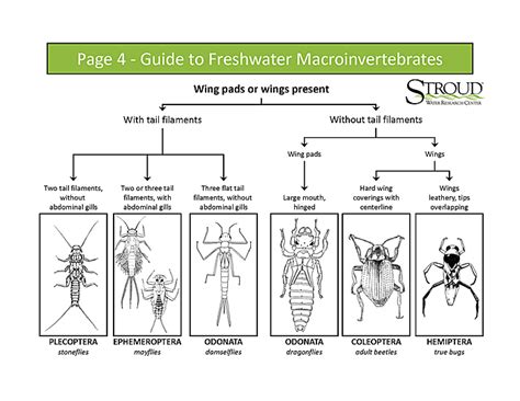 Macroinvertebrate Identification Key Zoologia