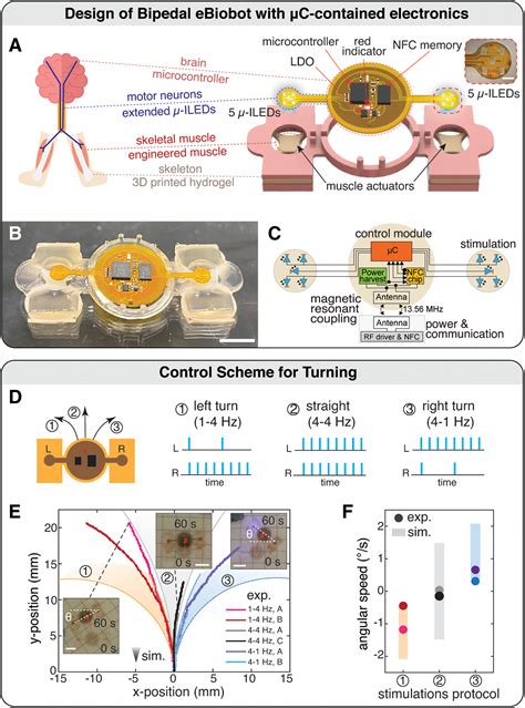 Remote Control Of Muscle Driven Miniature Robots With Battery Free Wireless Optoelectronics
