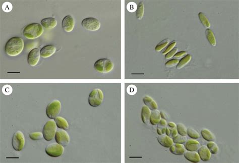 Light Micrographs Of Photobionts Belonging To The Coccomyxa Clade A