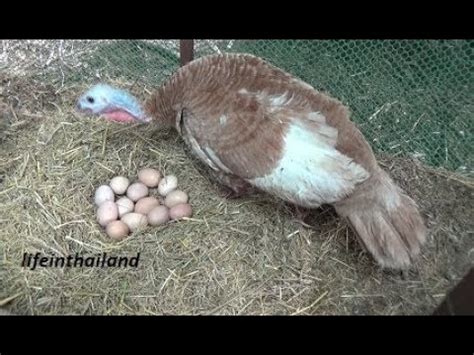 How Many Turkeys Lay Eggs