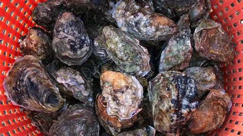 Maine Belon Oysters The Oyster Encyclopedia
