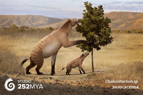 Chalicotherium Goldfussi The Miocene Giraffe Darwins Door