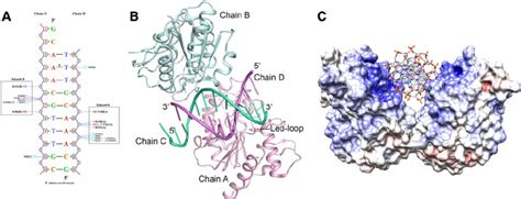 Structure Of D4dna Complex A Schematic Diagram Of The D4 Dna