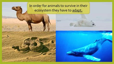 Adaptations Final G3 Pptx