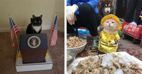 Hardhats And Bureaucats 20 Hiss Terical Working Class Cats With Very