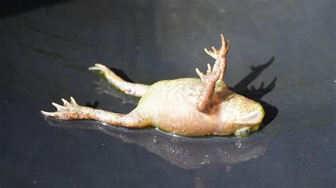 Frog Death Transitoriness Free Photo On Pixabay Pixabay