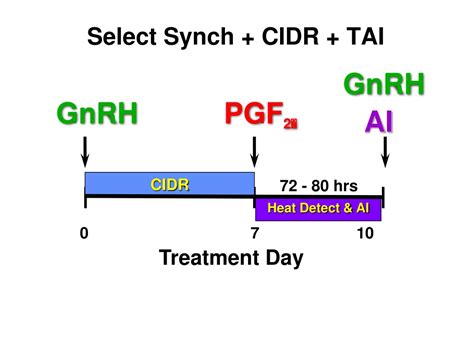 ppt manipulating ovulation and estrous synchronization powerpoint