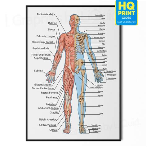 Body Anatomy Muscles Diagram Muscle Anatomy Chart Clinical Charts