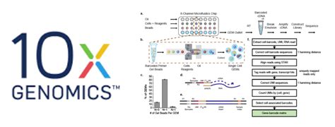 CoreGenomics: 10X Genomics single-cell 3'mRNA-seq explained