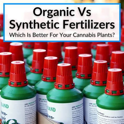 Organic Vs Synthetic Fertilizers Which Is Better For Your Cannabis