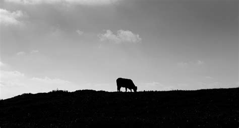 잔디 그린 필드에는 밝은 화창한 날에 방목 하는 소 노르망디 프랑스 가축 사육 및 산업 농업 개념 여름 Countriside 조 경 및 길 들 여 진 가축 목장 가축떼에