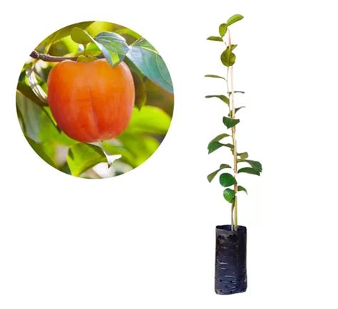 Excelente Muda De Caqui Rama Forte Enxertado