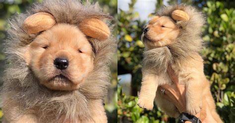 안녕 난 사자다개 귀염뽀짝 갈기 더해 완성시킨 미니 사자개 사진 위키트리