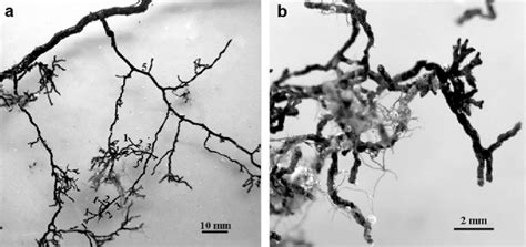 A A Fine Root Branch Network Of P Palustris With Representative Root Download Scientific