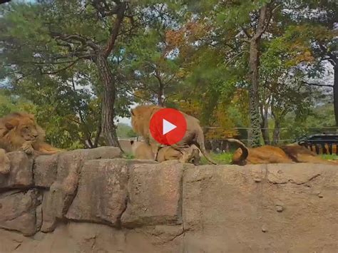 오늘 에버랜드 사파리가서 흉한거 봄 유머 움짤 이슈 에펨코리아