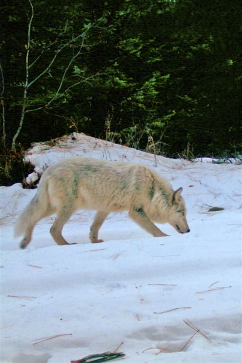 Canis Lupus 101 Oregon Gray Wolf Population Rebounding But Remains