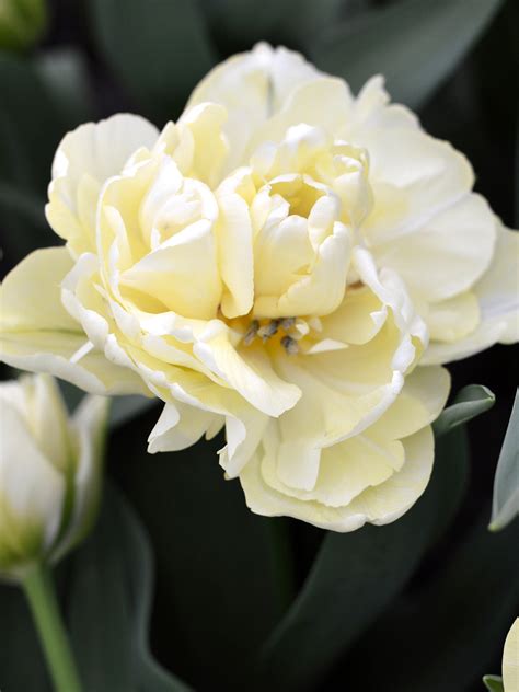 Tulip Avant Garde | Flower Bulbs | DutchGrown™ | Novelty Tulips