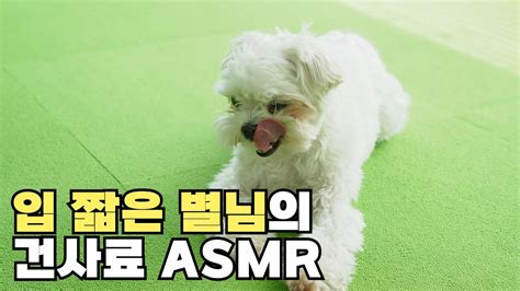 강아지 건사료 먹방 Asmr Youtube