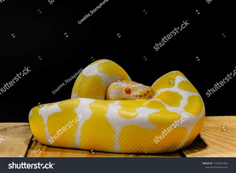 Royal Python Skin Yellow Images Stock Photos Vectors Shutterstock