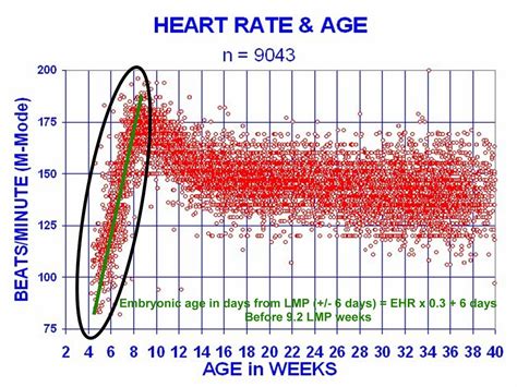 Heart Rate Wiki Everipedia