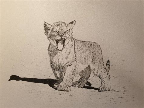 Cub Drawings Inspiration Sketch A Day