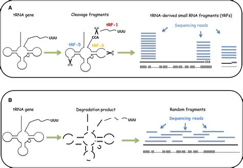 Analysis Of Small RNA Sequencing Reads For Identification Of Download Scientific Diagram