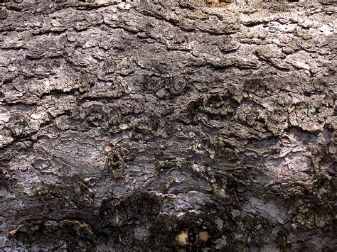 Real Texture Bark By Aimelle Stock On DeviantArt