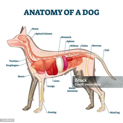 İç organ yapısı inceleme vektör illüstrasyon ile köpek anatomisi stok