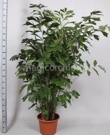 Кариота, пальма "рыбий хвост", Caryota купить в Москве - MAGICORCHID